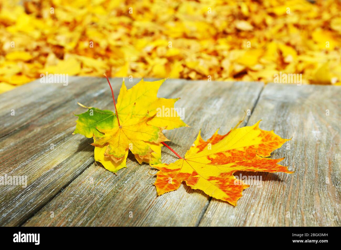 Beautiful autumn leaves Stock Photo - Alamy