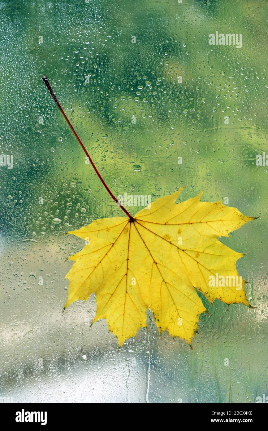Autumn leaf on window glass close-up Stock Photo - Alamy