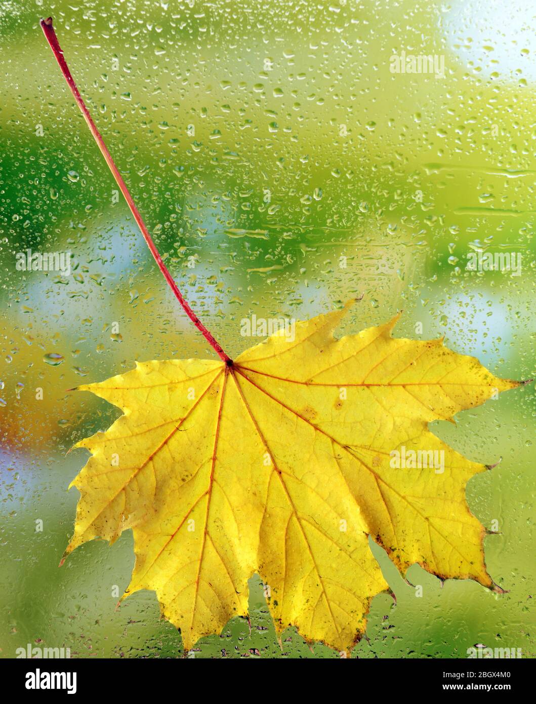 Autumn leaf on window glass close-up Stock Photo - Alamy