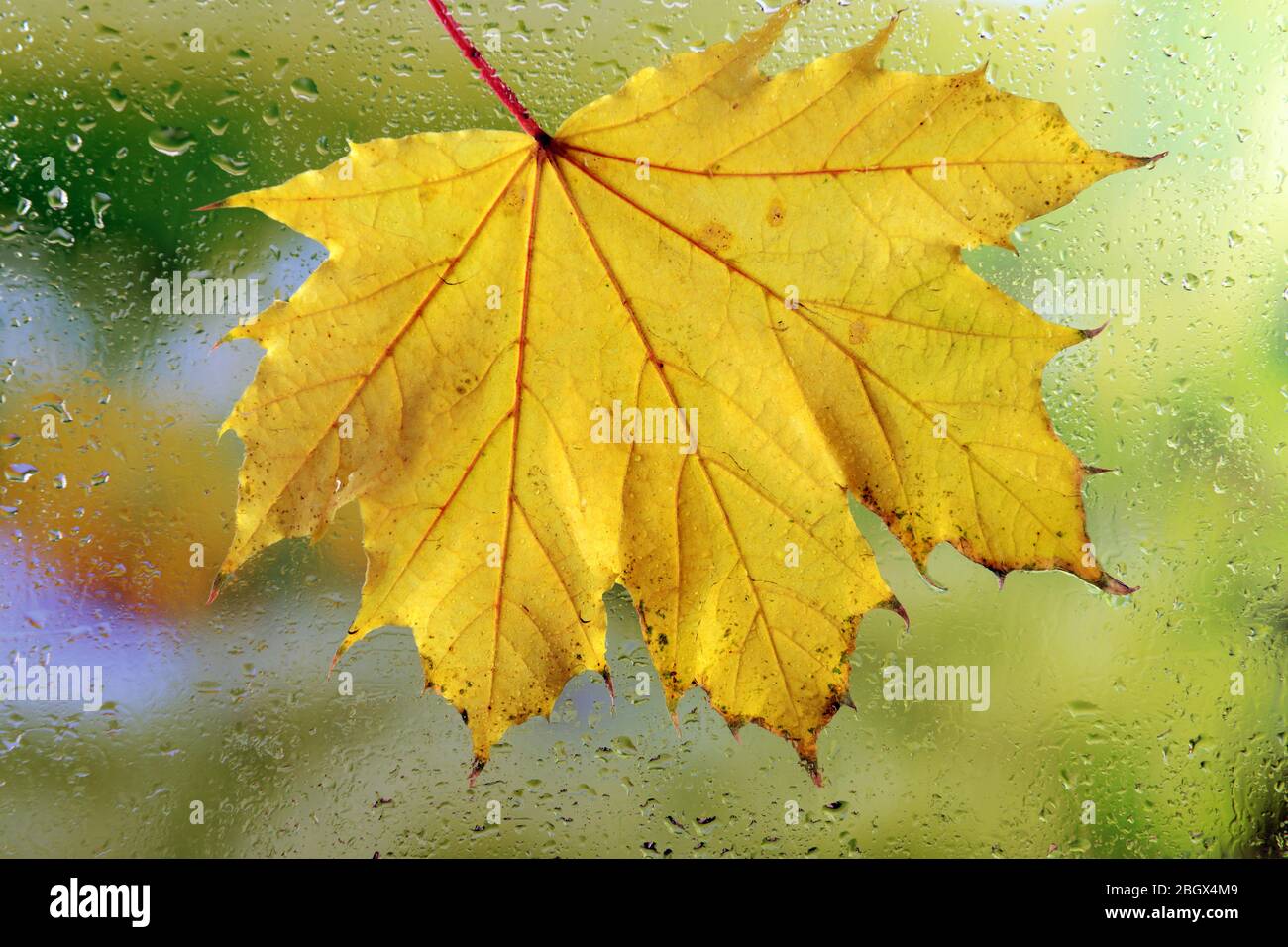 Autumn leaf on window glass close-up Stock Photo - Alamy