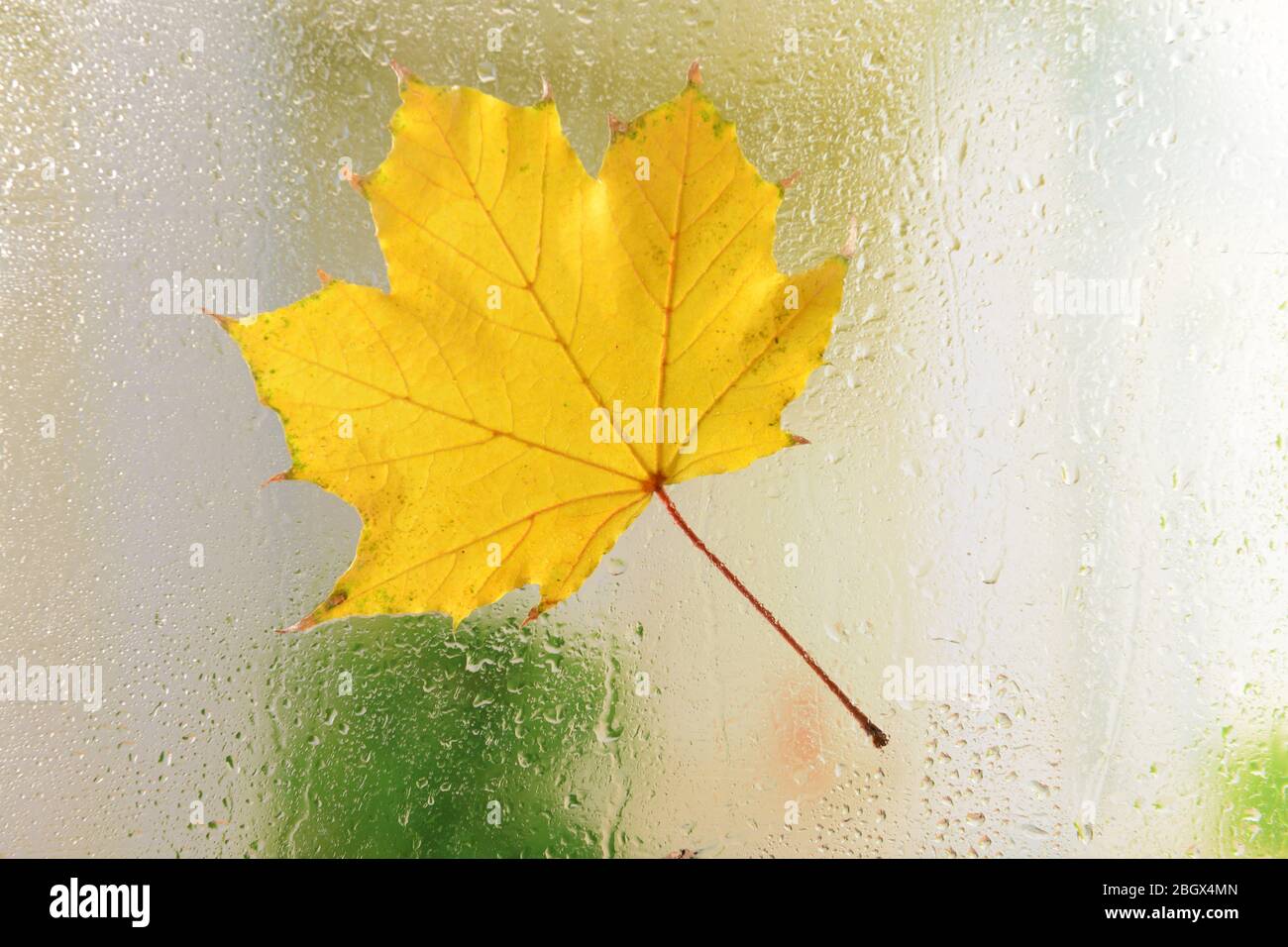 Autumn leaf on window glass close-up Stock Photo - Alamy