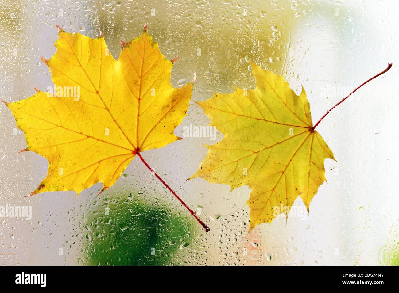 Autumn leaves on window glass close-up Stock Photo - Alamy