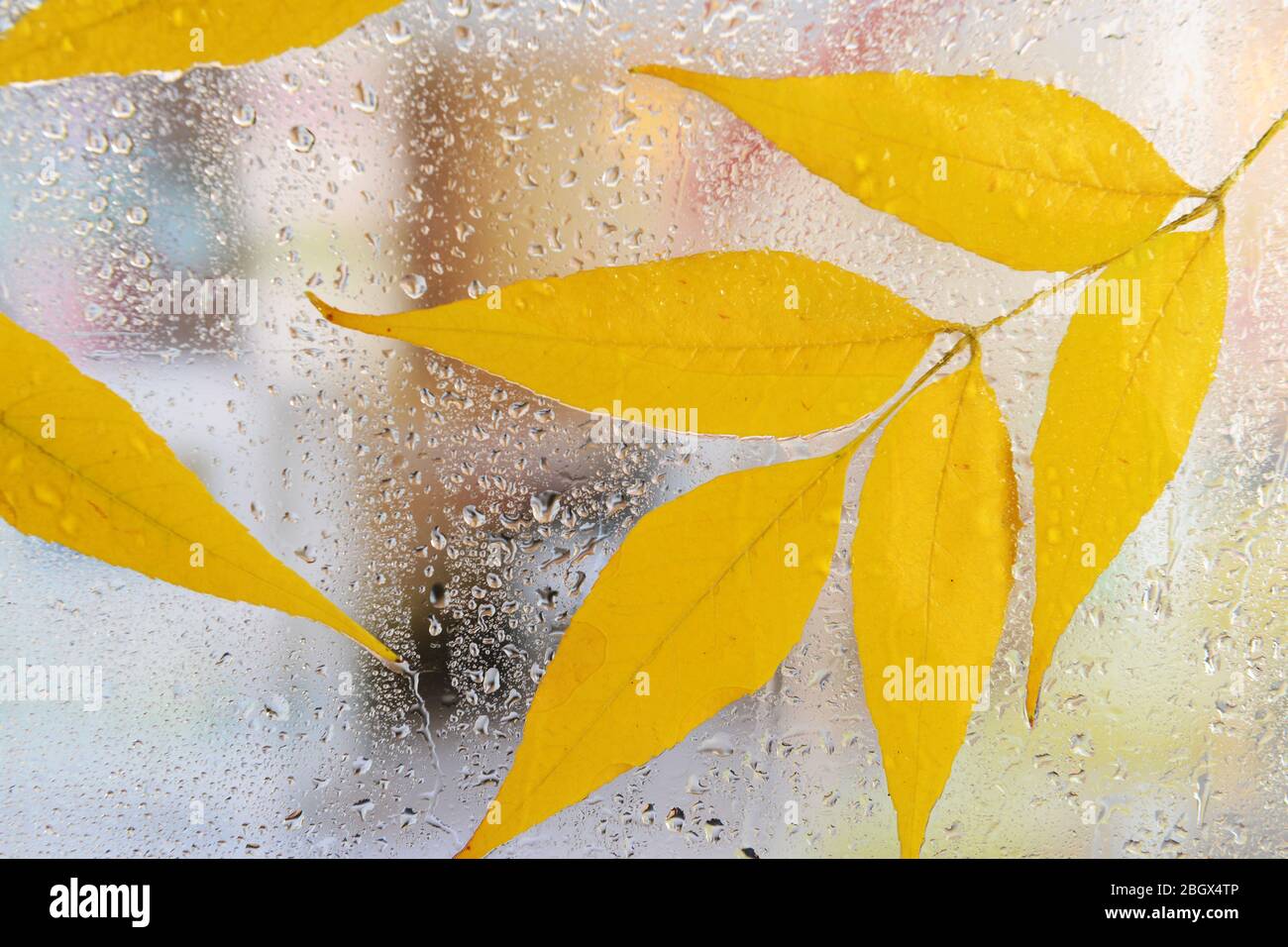 Autumn leaves on window glass close-up Stock Photo - Alamy