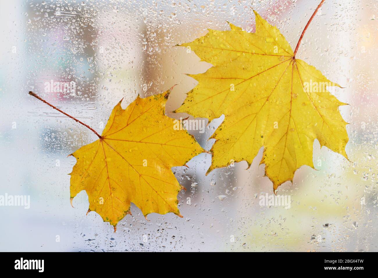 Autumn leaves on window glass close-up Stock Photo - Alamy