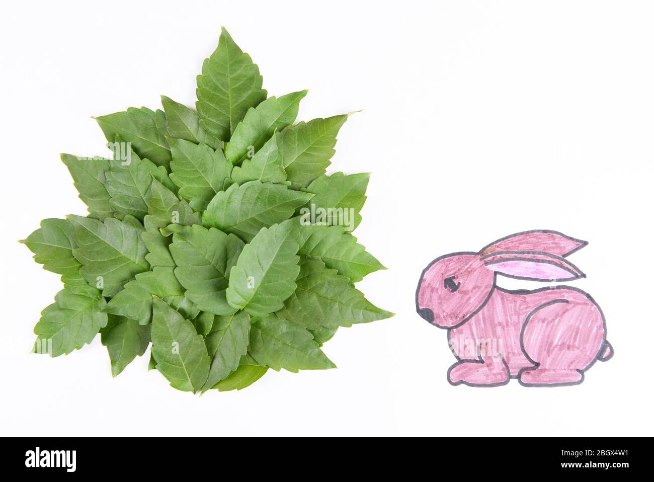 Leaves with painted rabbit isolated on white Stock Photo - Alamy