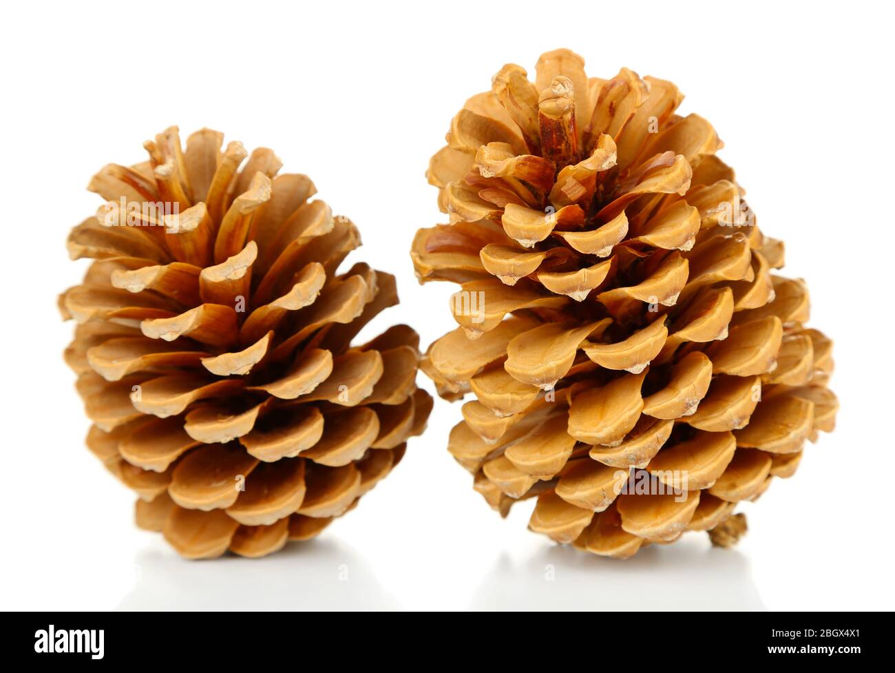 Cone isolated on white Stock Photo - Alamy