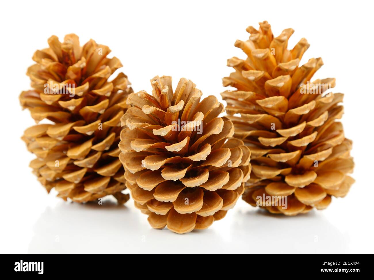 Cone isolated on white Stock Photo - Alamy