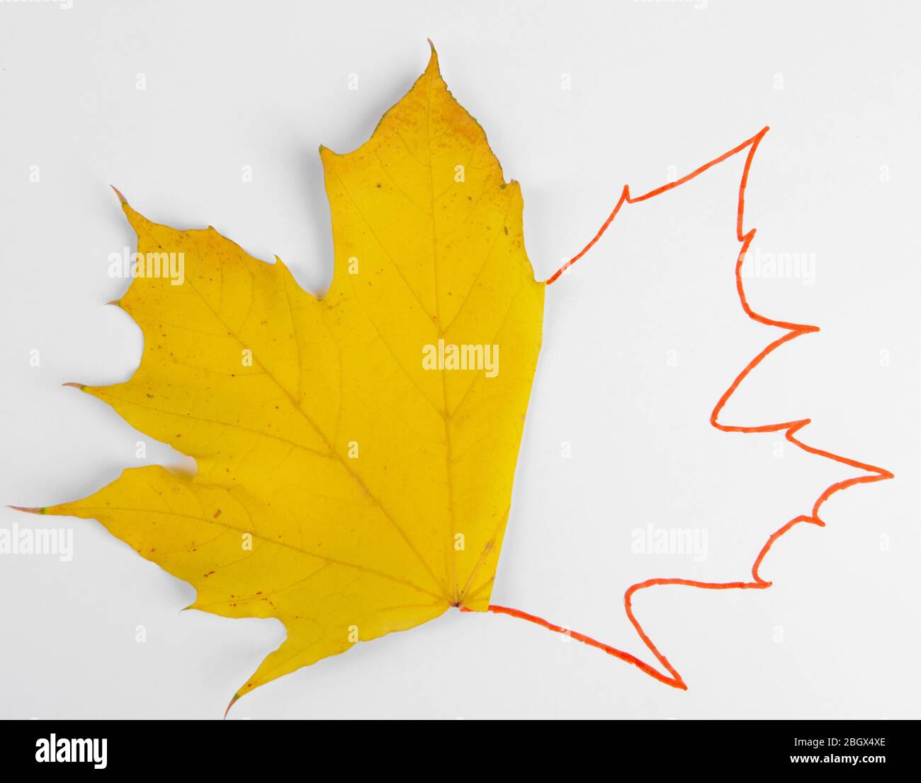 Autumn leaves with painted contour isolated on white Stock Photo - Alamy