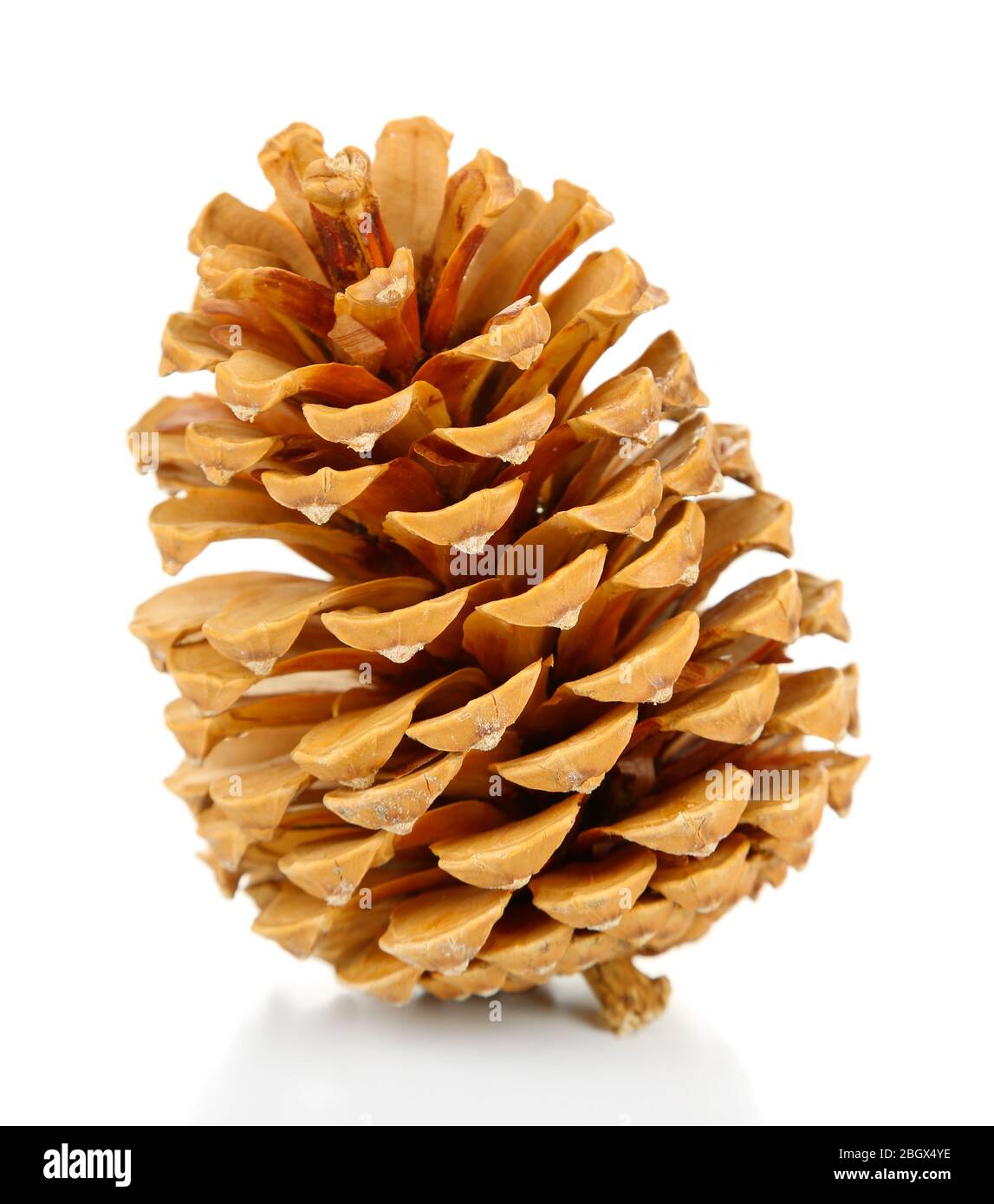 Pine cone isolation hi-res stock photography and images - Alamy