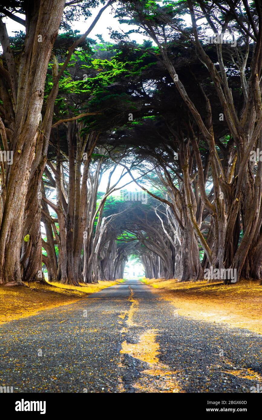 Long narrow tree tunnel hi-res stock photography and images - Alamy