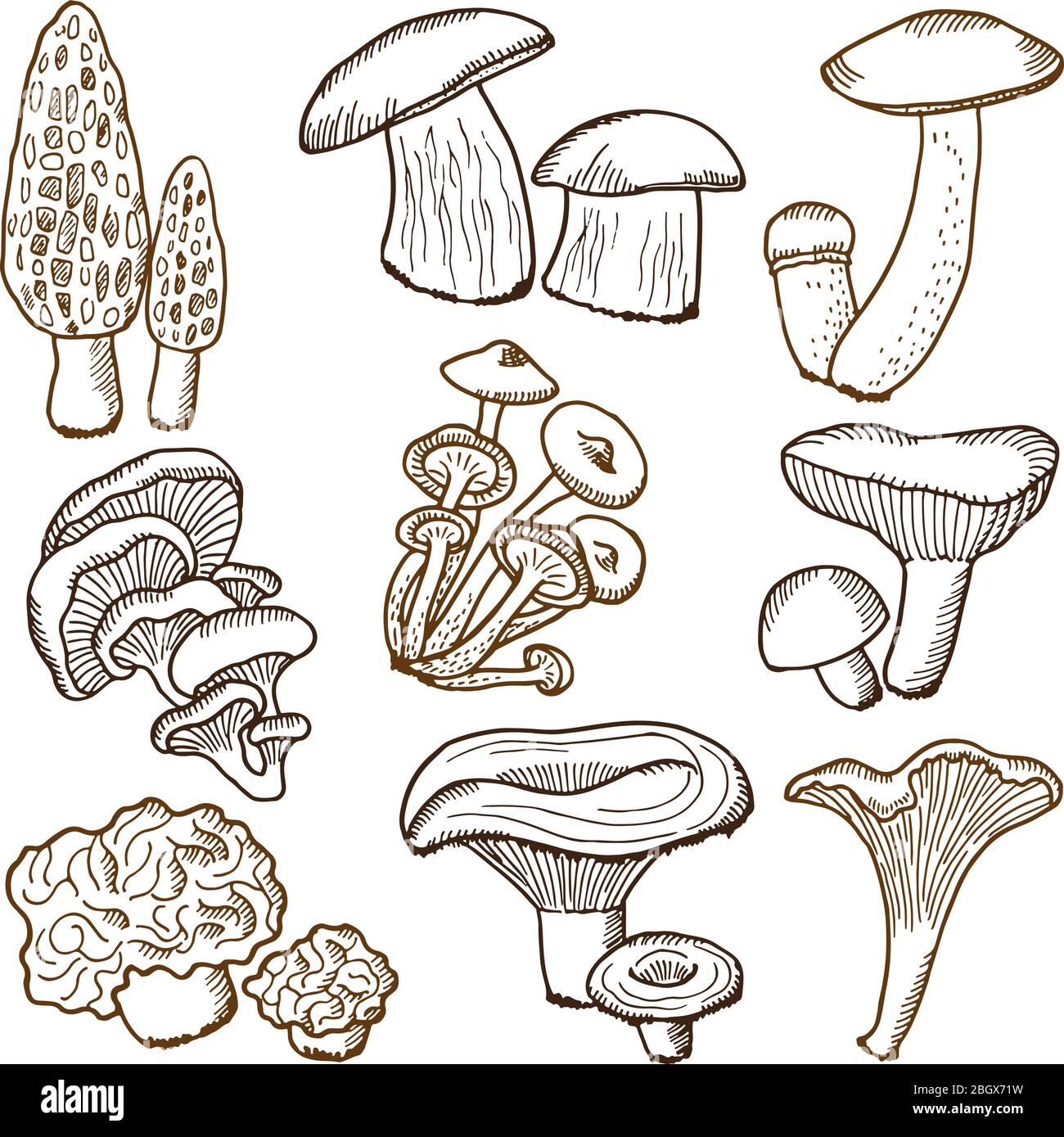 Forest mushrooms in hand drawn style. Vector illustrations. Collection ...