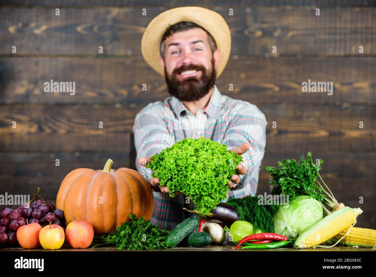 Farm market harvest festival. Man mature bearded farmer hold vegetables ...