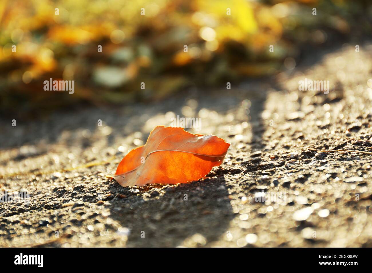 Beautiful autumn leaf on road Stock Photo - Alamy