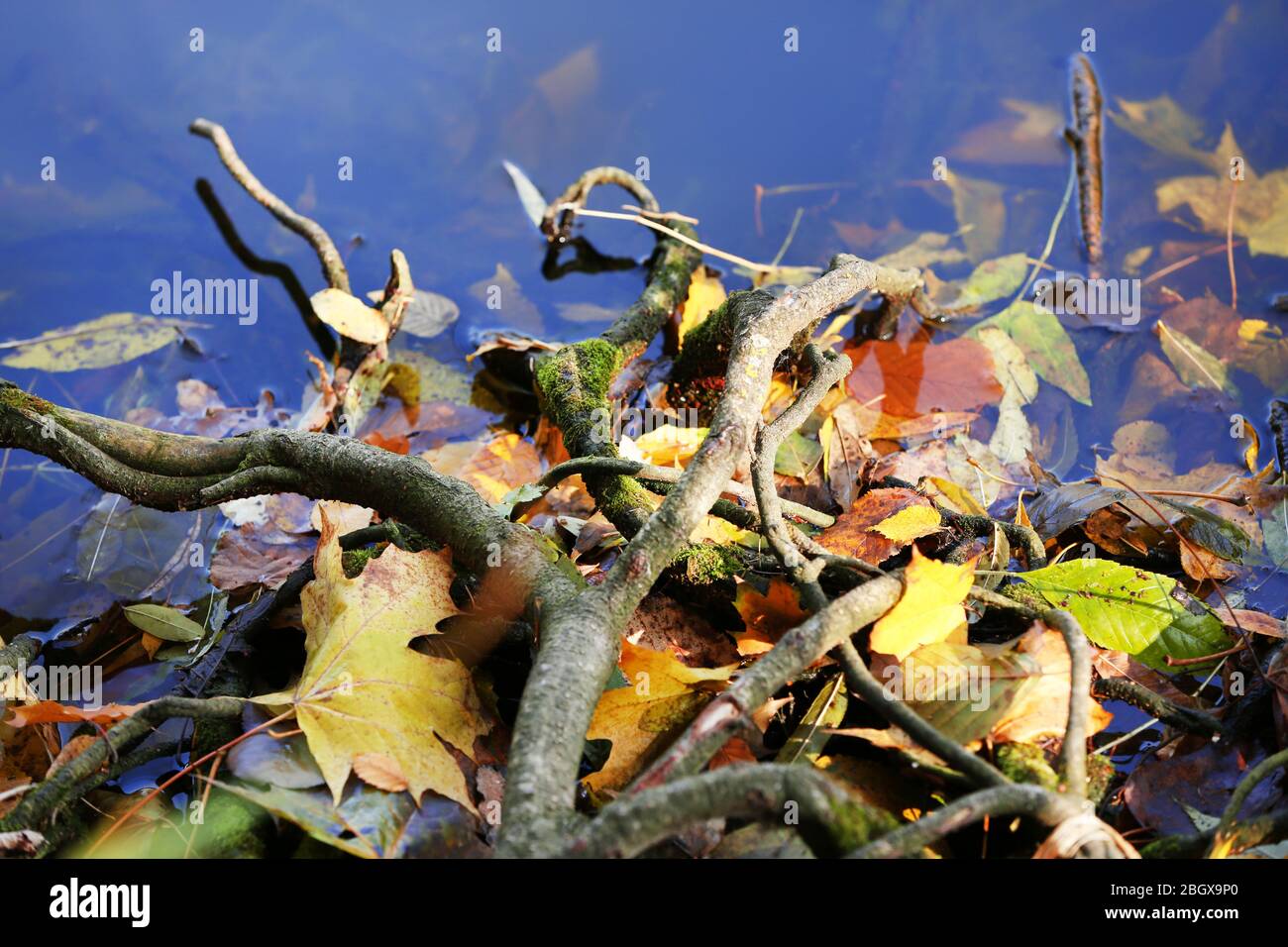Tree roots in water with autumn leaves Stock Photo - Alamy