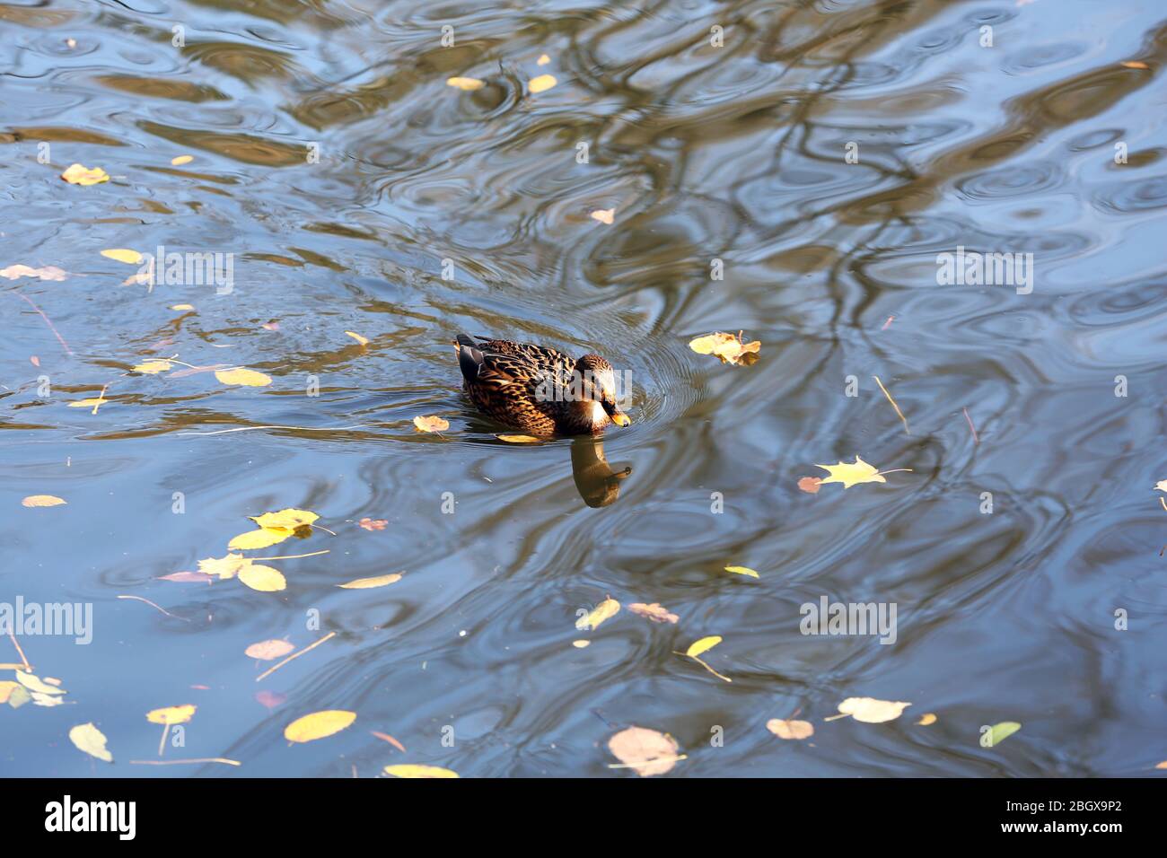 Duck swimming in water Stock Photo - Alamy