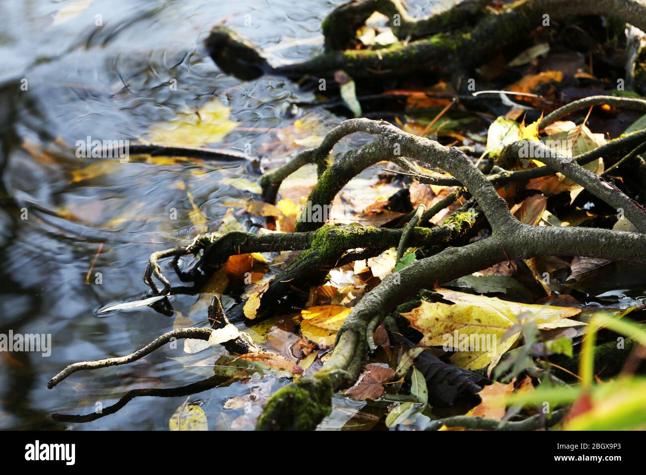 Tree roots in water with autumn leaves Stock Photo - Alamy
