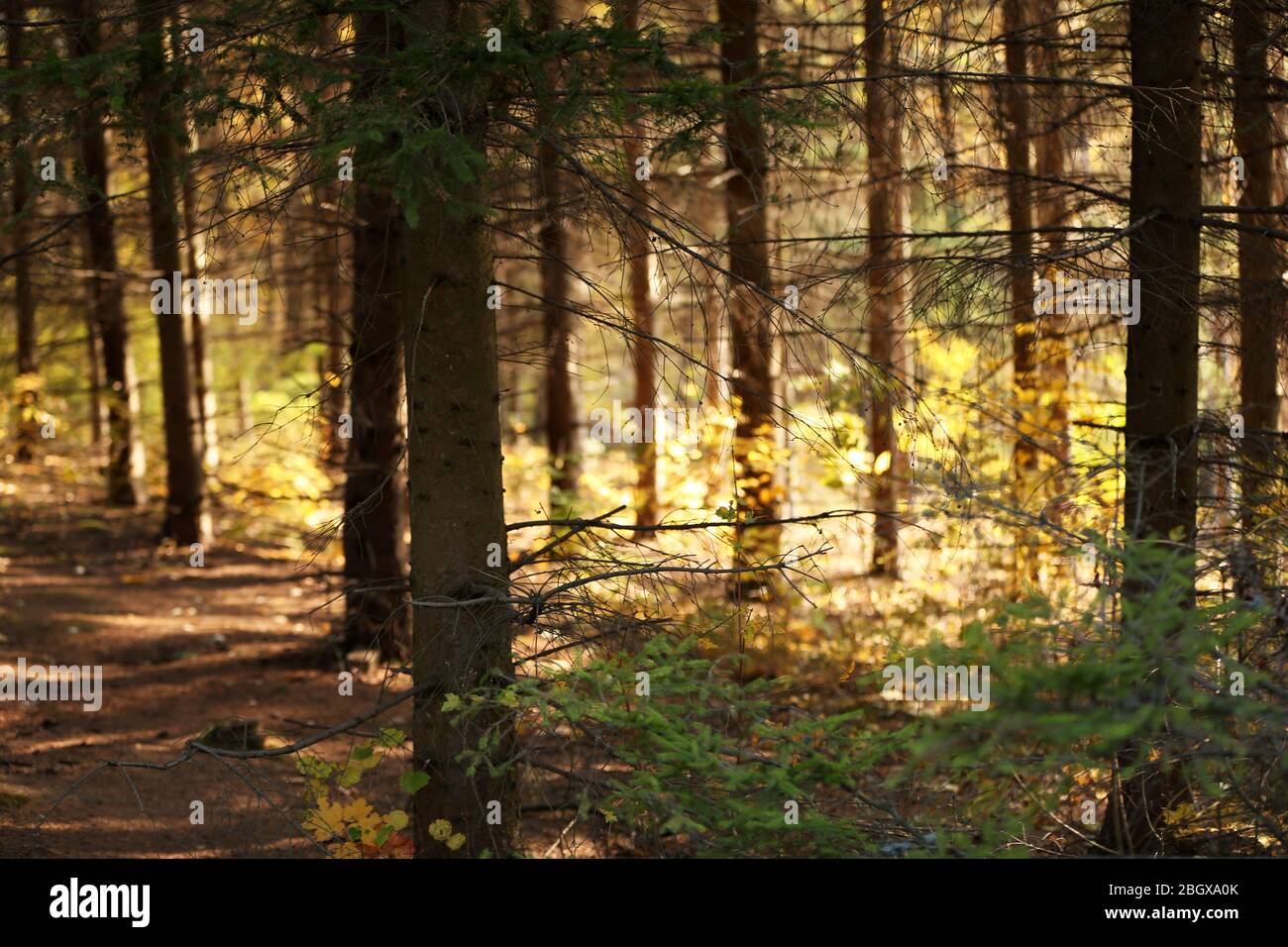 Pine Forest Defoliation High Resolution Stock Photography and Images ...