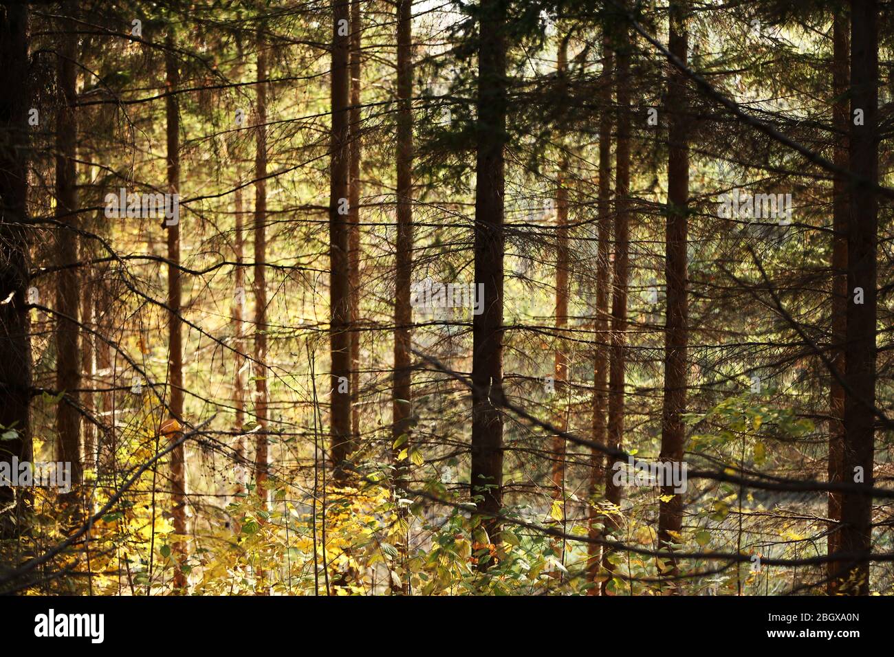 Pine forest defoliation hi-res stock photography and images - Alamy