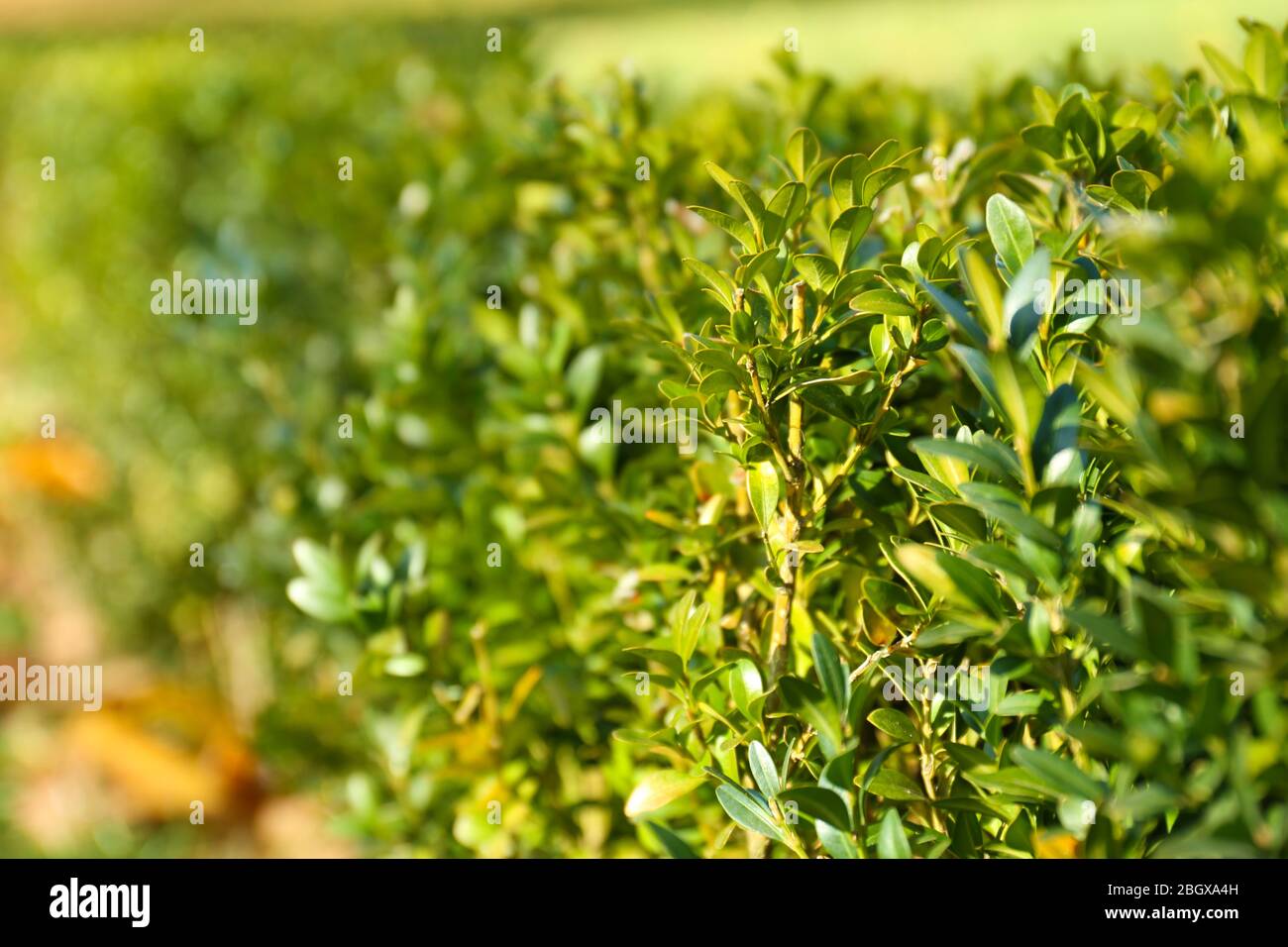 Boxwood shrubs hi-res stock photography and images - Alamy