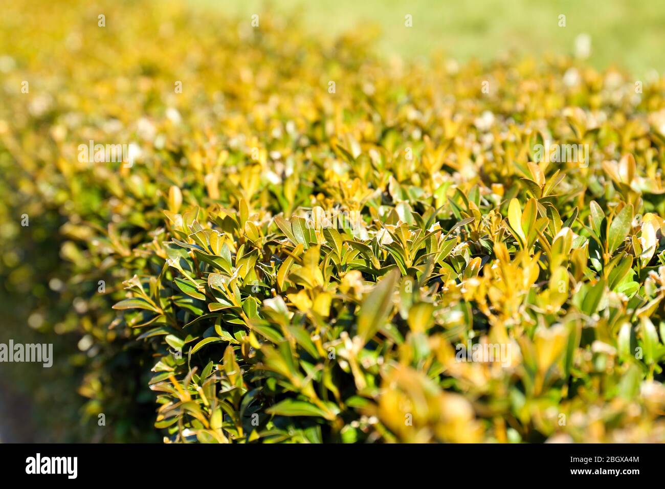 Boxwood shrubs hi-res stock photography and images - Alamy
