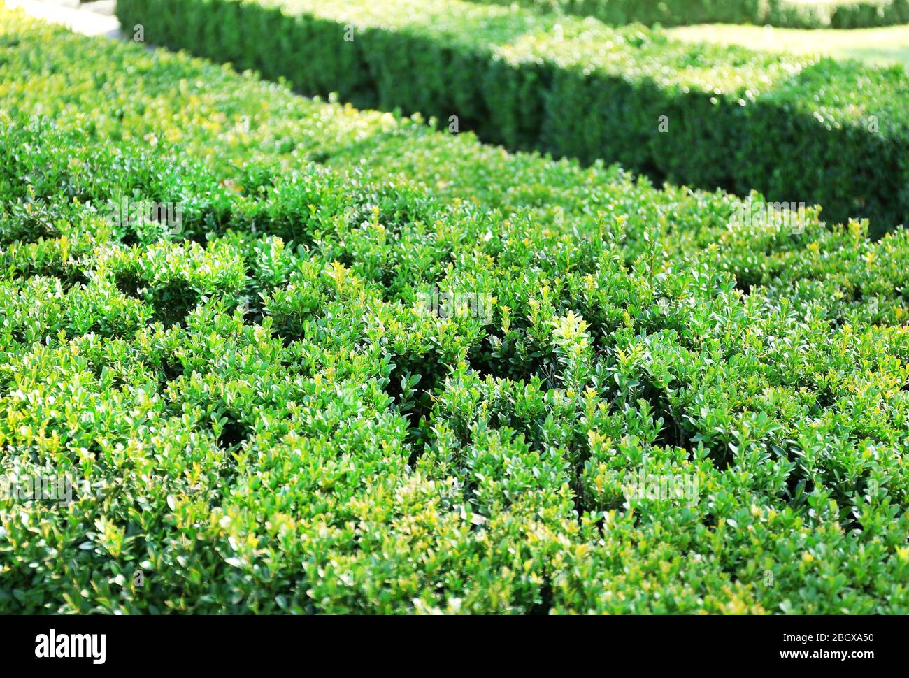 Boxwood road hi-res stock photography and images - Alamy