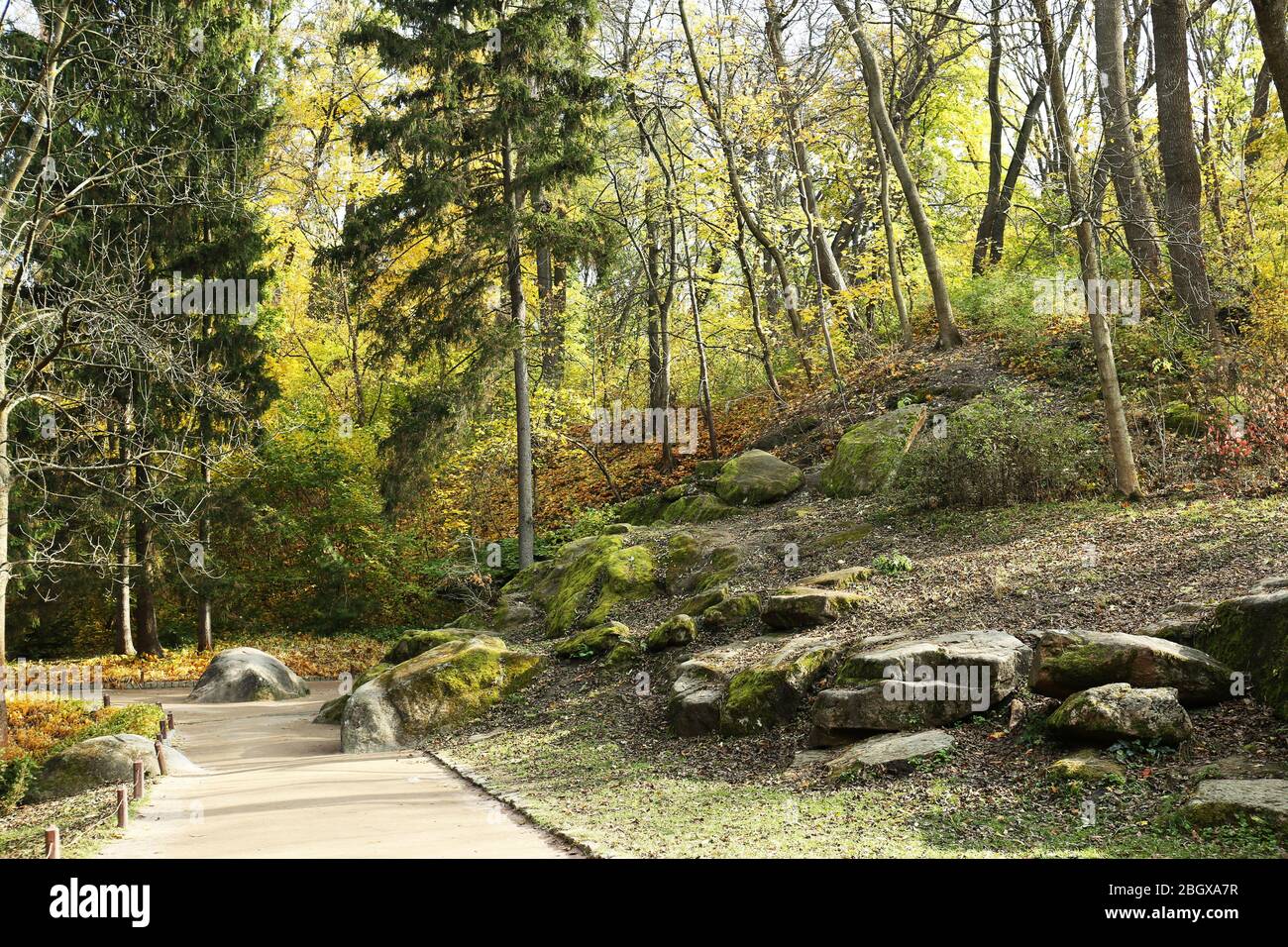 Beautiful trees in park Stock Photo - Alamy