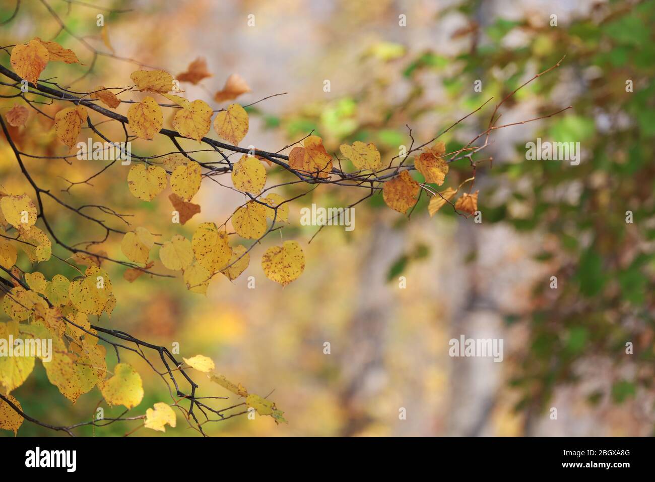 Beautiful autumn trees Stock Photo - Alamy