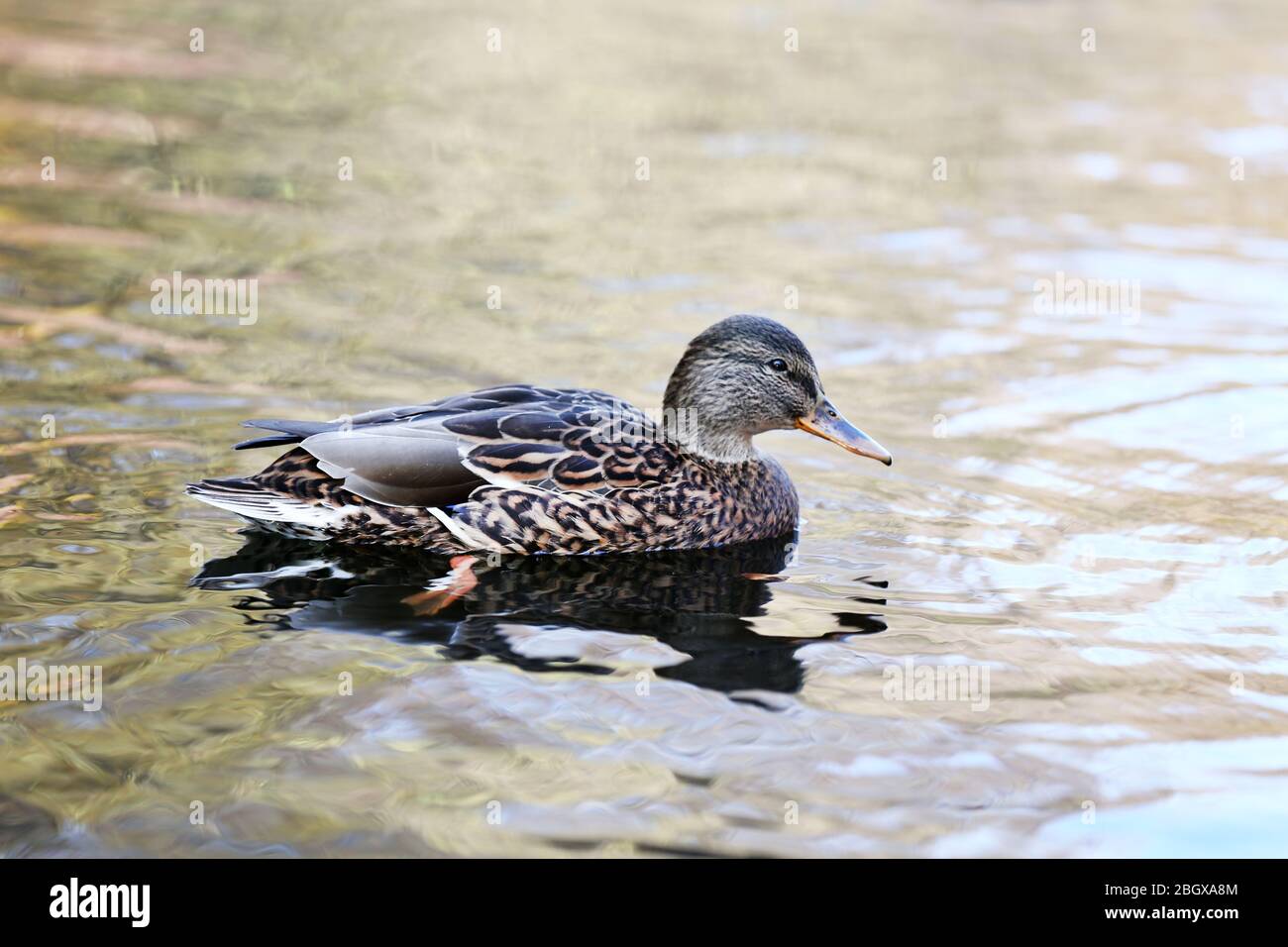 Duck swimming in water Stock Photo - Alamy