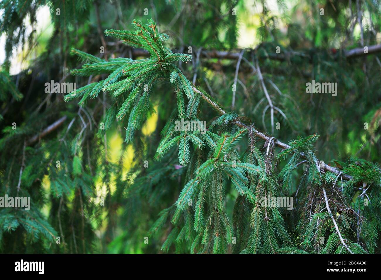 Beautiful tree twigs Stock Photo - Alamy