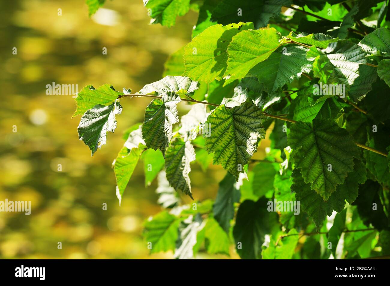 Beautiful tree leaves Stock Photo - Alamy