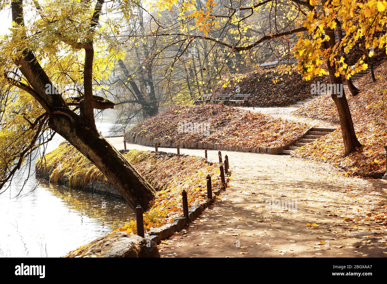 Beautiful autumn trees Stock Photo - Alamy