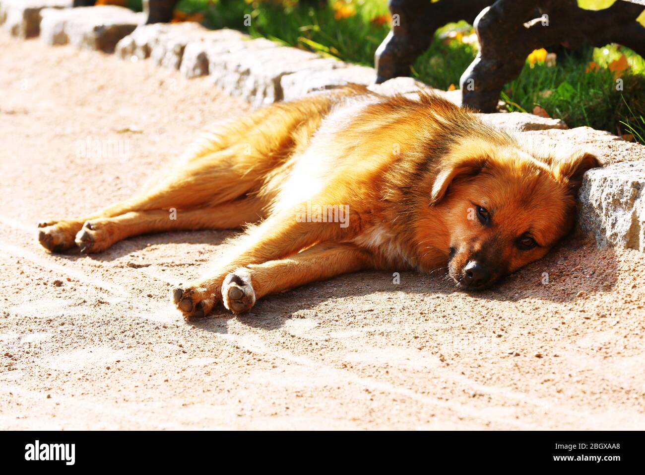 Sunny grass sleepy rest hi-res stock photography and images - Alamy