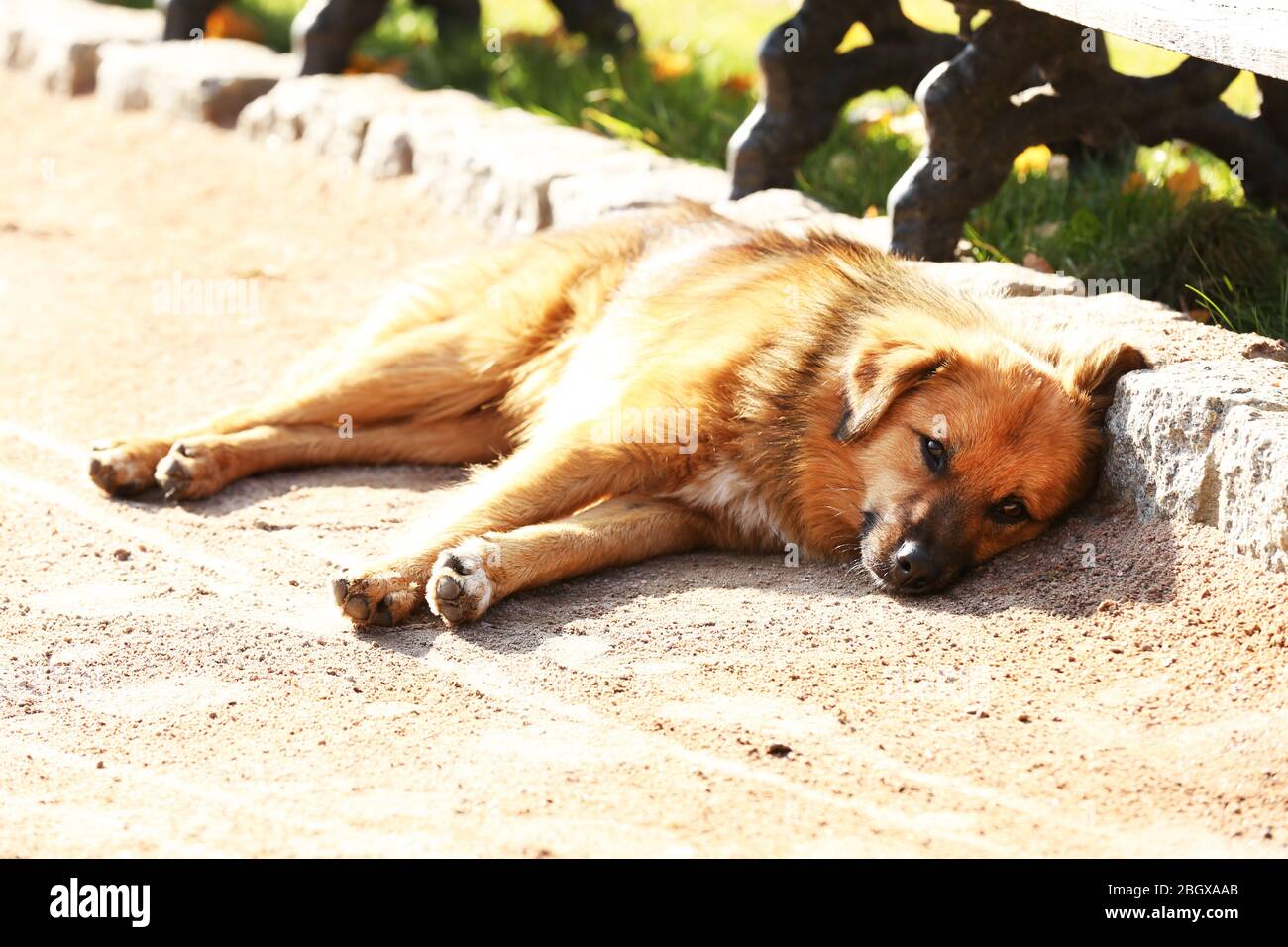Sunny grass sleepy rest hi-res stock photography and images - Alamy