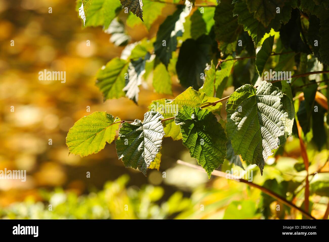 Beautiful tree leaves Stock Photo - Alamy