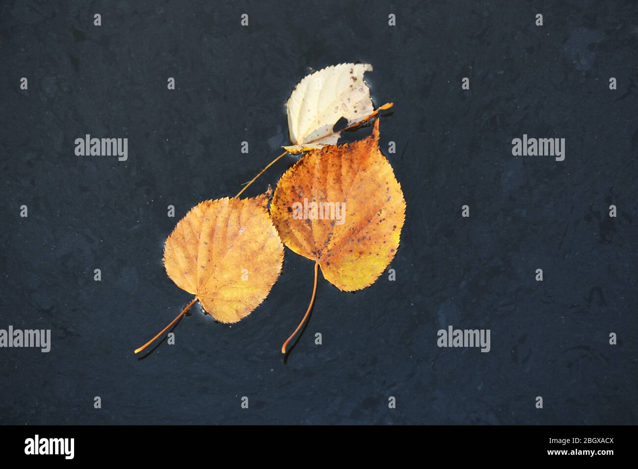 Autumn leaves in puddle Stock Photo - Alamy