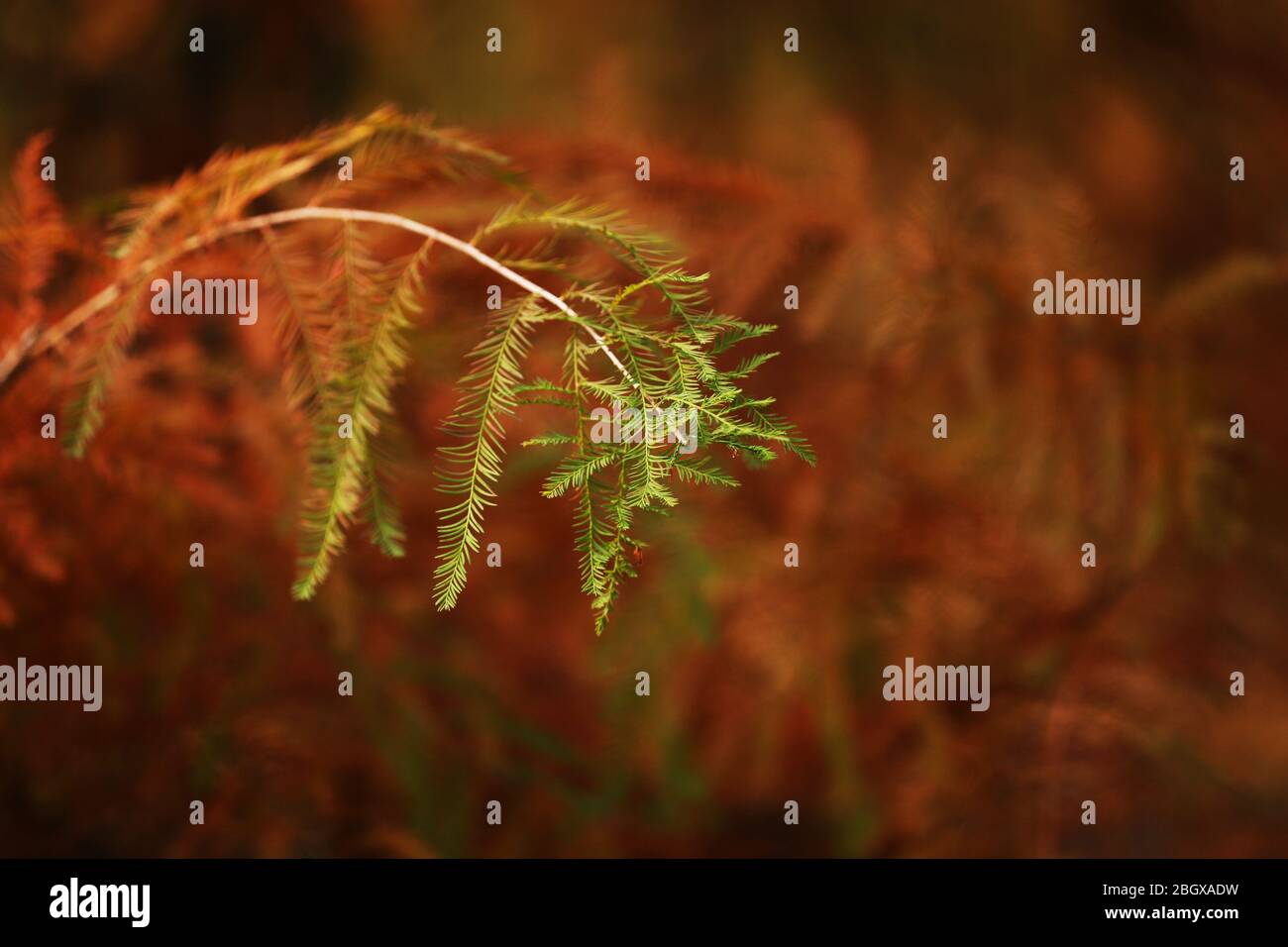 Beautiful autumn tree twigs Stock Photo - Alamy