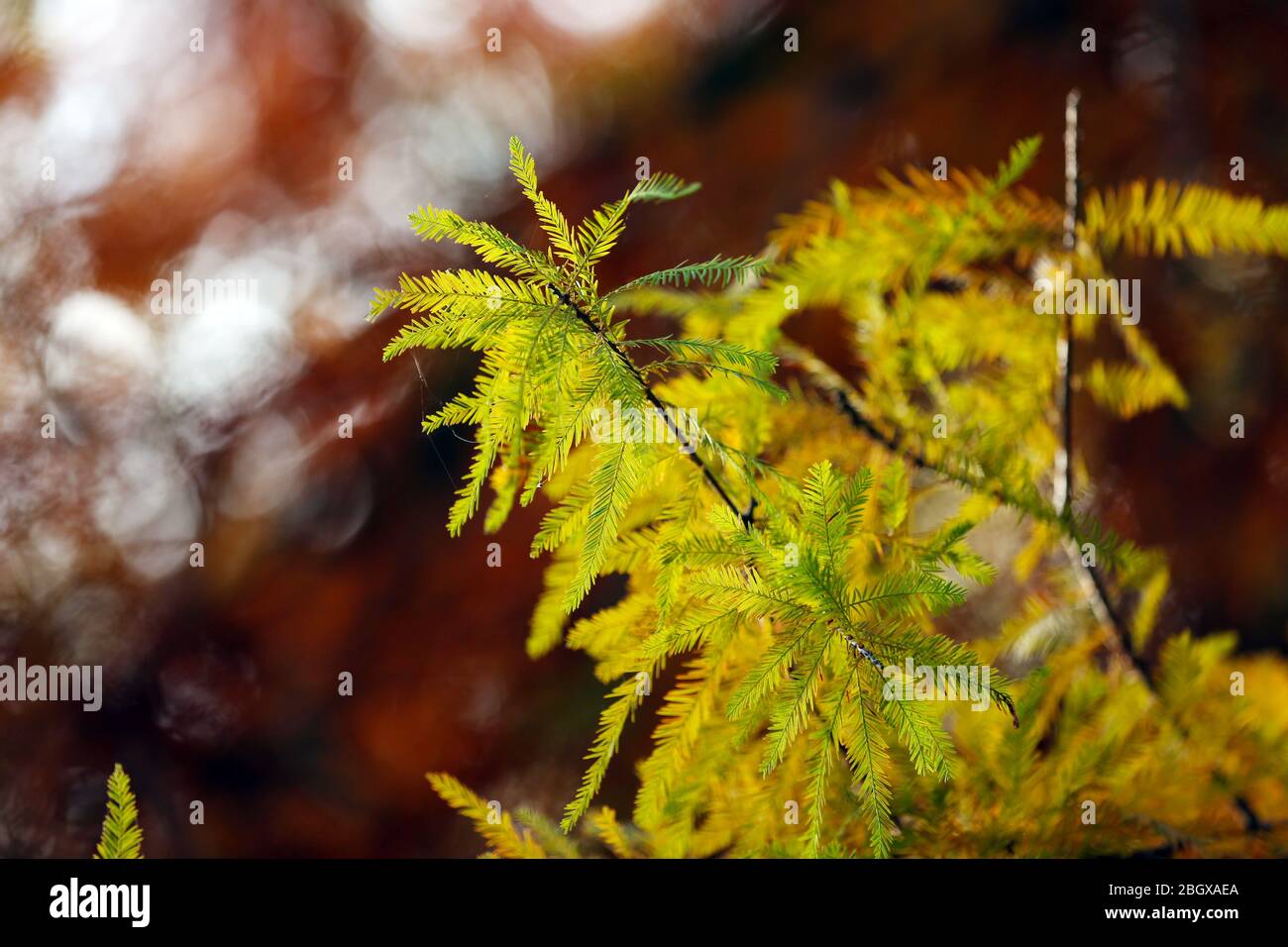 Beautiful autumn tree twigs Stock Photo - Alamy