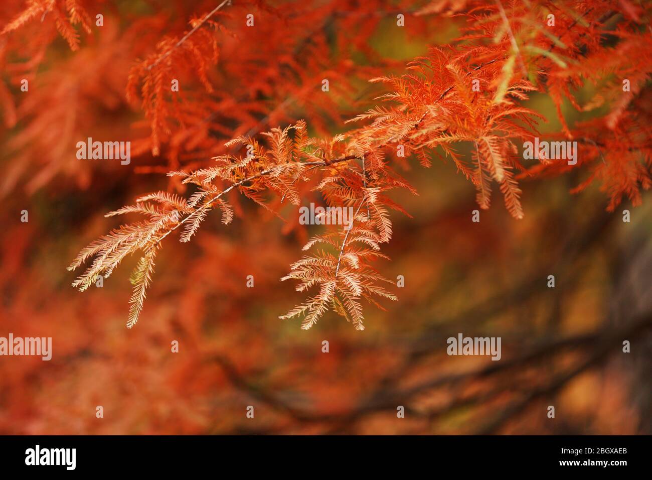 Beautiful autumn tree twigs Stock Photo - Alamy