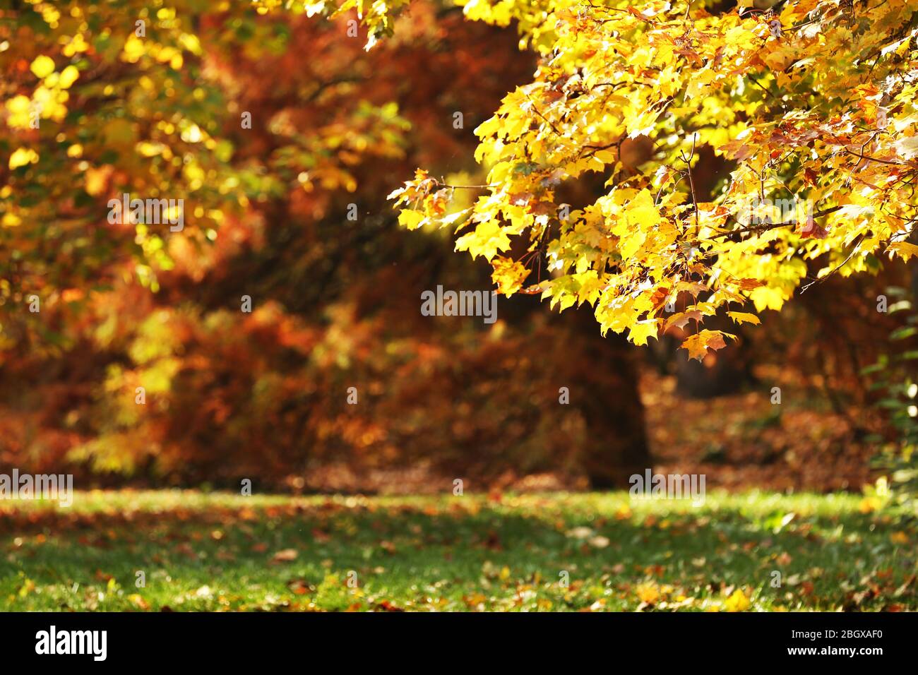 Beautiful autumn trees Stock Photo - Alamy