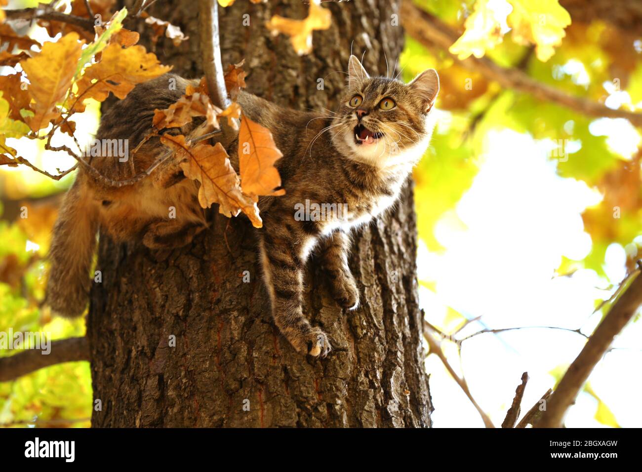 Cat on tree Stock Photo - Alamy