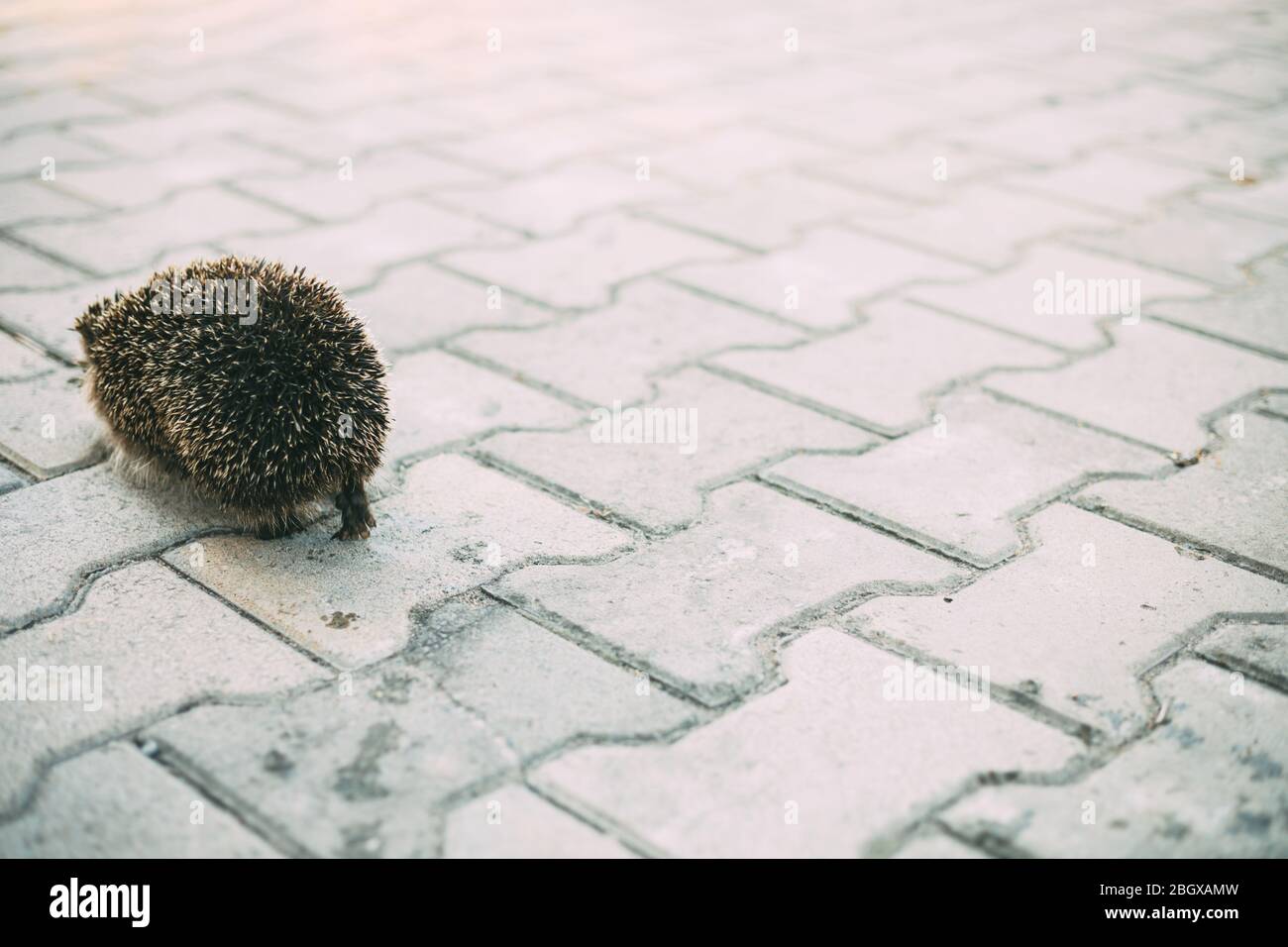 Pavement concrete slabs white hi-res stock photography and images - Alamy