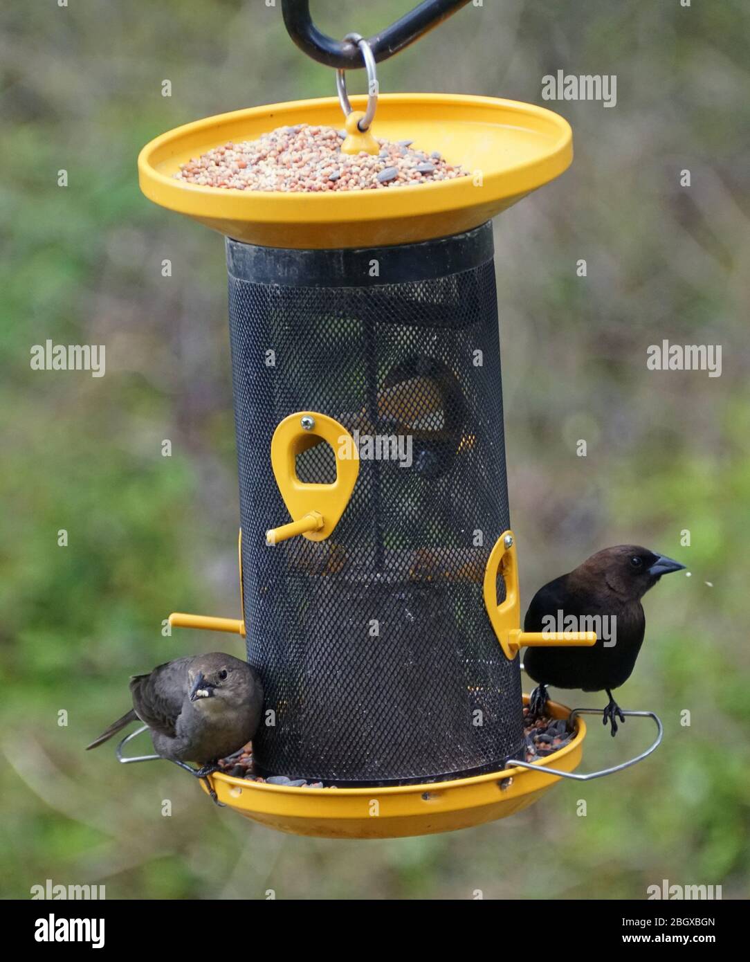 Cowbirds hi-res stock photography and images - Alamy