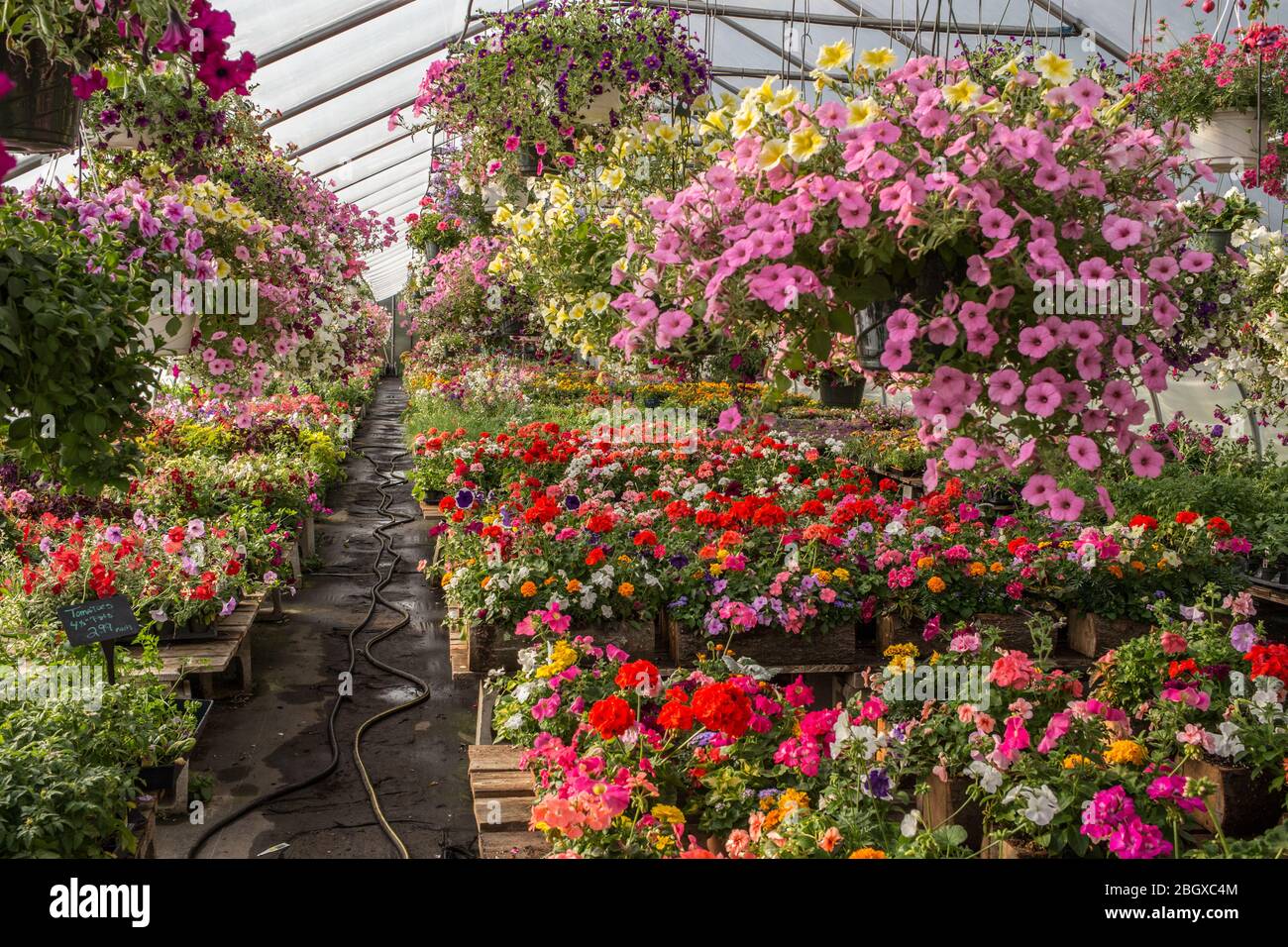 Cultivated plants hi-res stock photography and images - Alamy