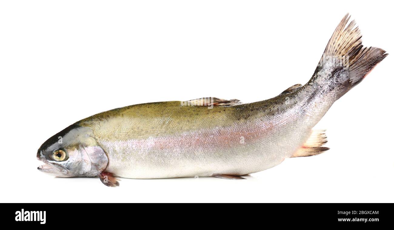 Fresh trout fish isolated on white Stock Photo - Alamy