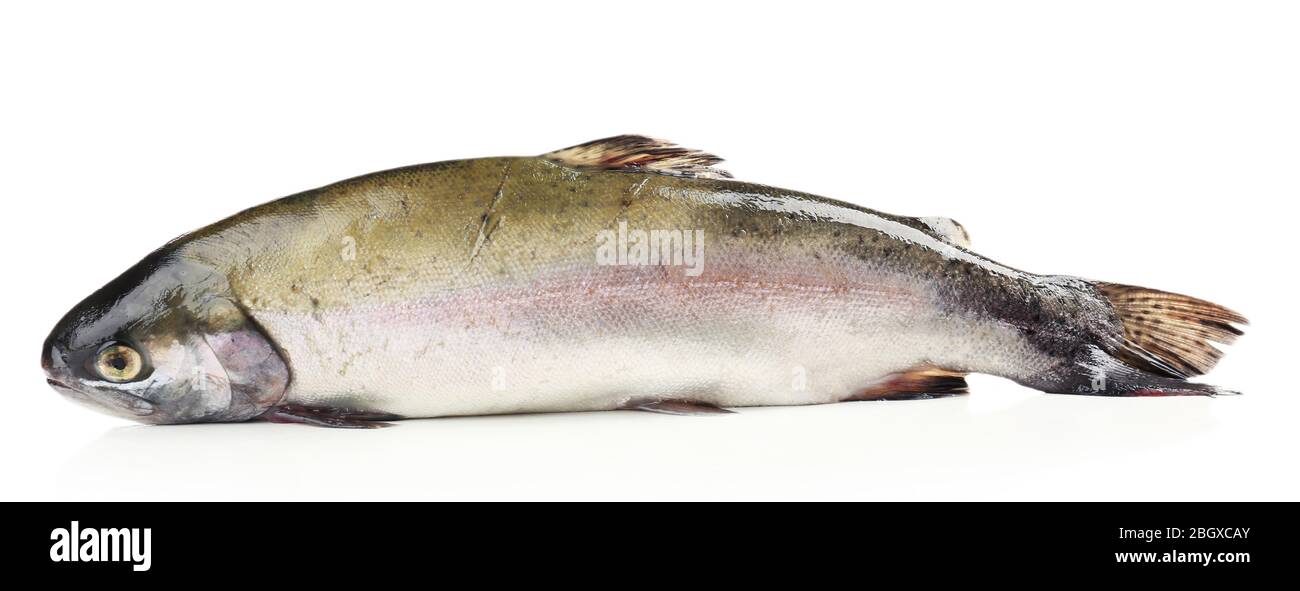 Fresh trout fish isolated on white Stock Photo - Alamy