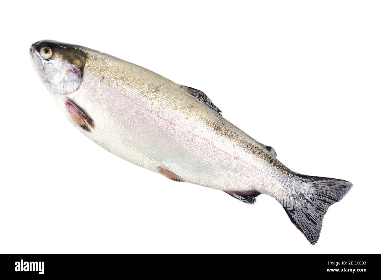 Fresh trout fish isolated on white Stock Photo - Alamy