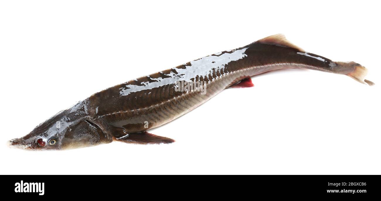 Fresh sterlet fish isolated on white Stock Photo - Alamy