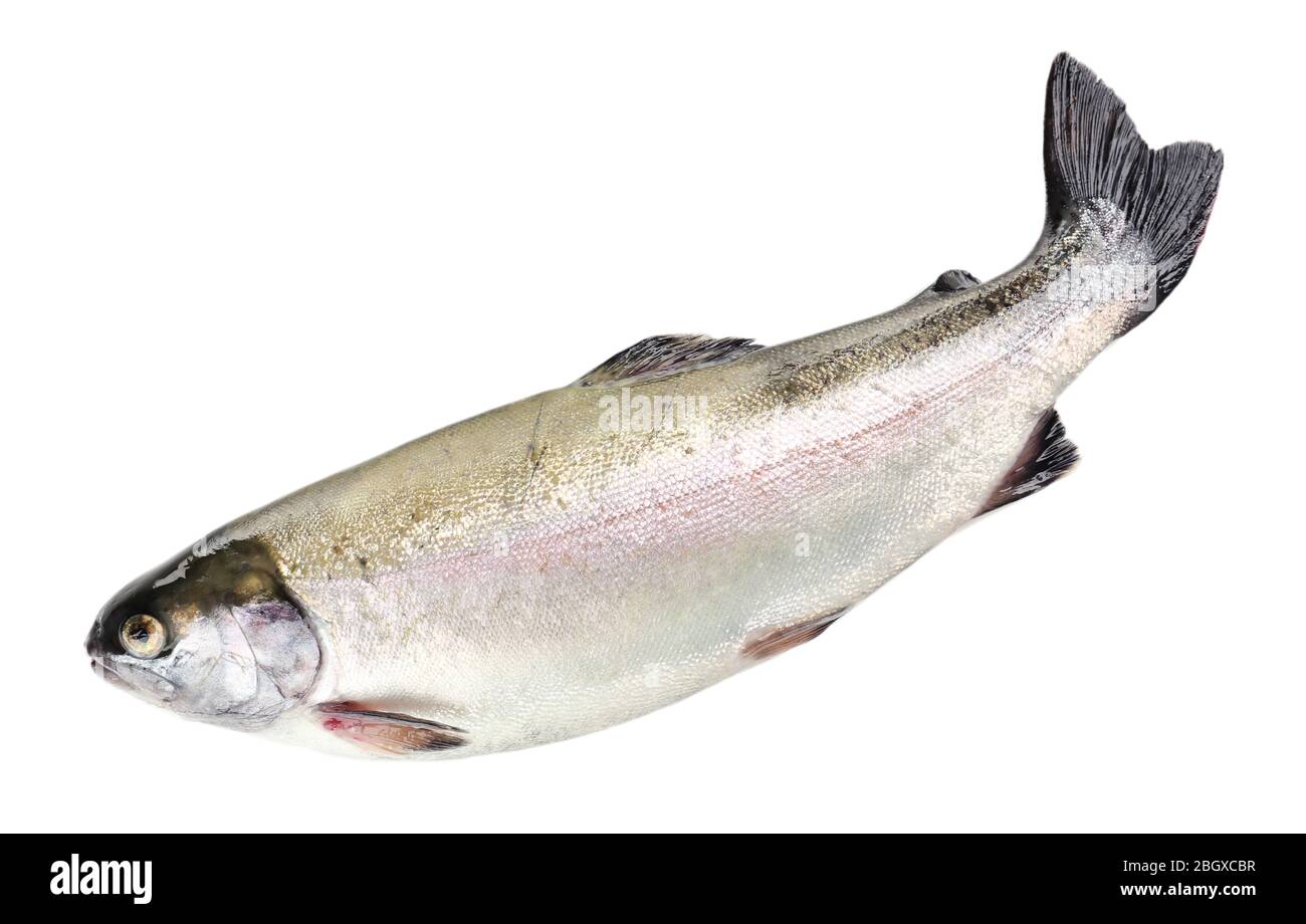 Fresh trout fish isolated on white Stock Photo - Alamy