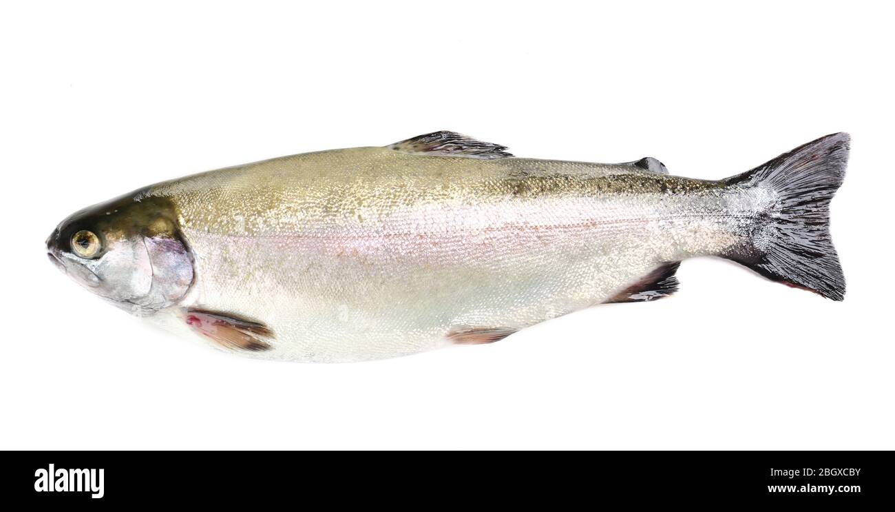 Fresh trout fish isolated on white Stock Photo - Alamy