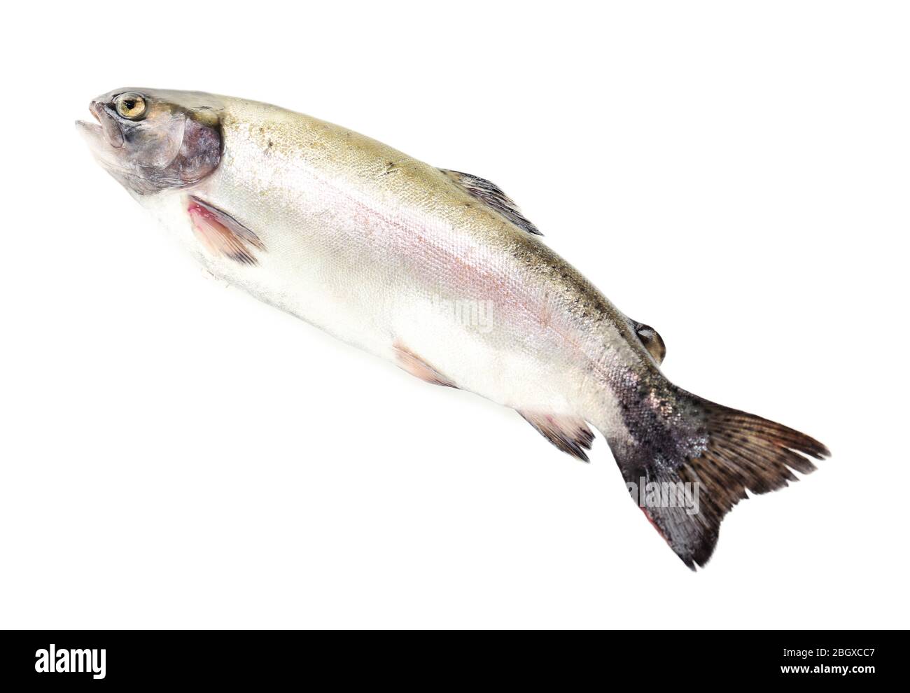 Fresh trout fish isolated on white Stock Photo - Alamy